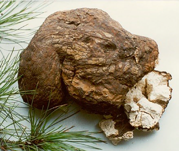 IL PORIA COCOS. Un fungo ancora poco conosciuto, dalle numerose ...