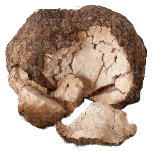 Poria cocos ricco in Betaglucani